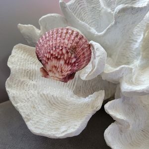 Swing And A Miss | Accessories | Authentic Seashell Hair Accessory ...